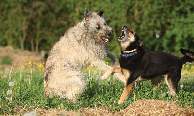Canine Aggression Linked to Serotonin Concentration