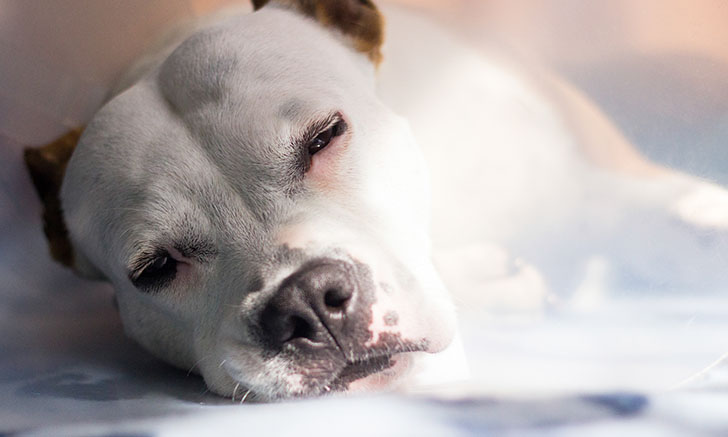 Anemia Classification Tree