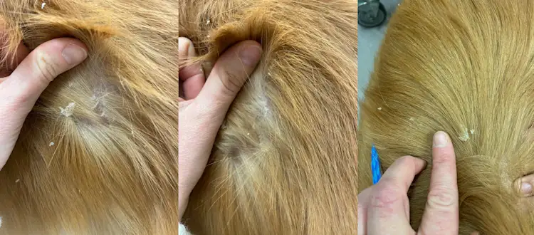 Scaling & Crusting Skin Disease in Veterinary Patients