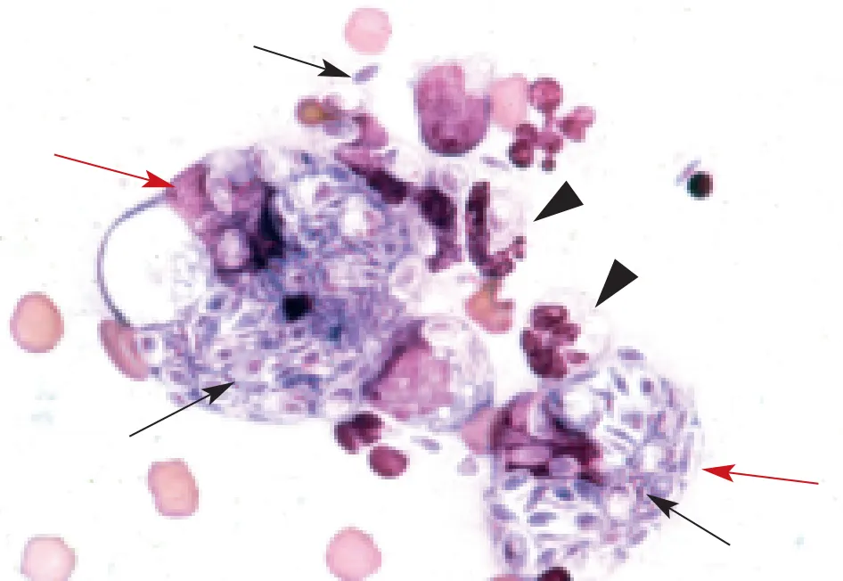 Diagnostic Quiz: Ulcerated Dermal Nodule in a Cat