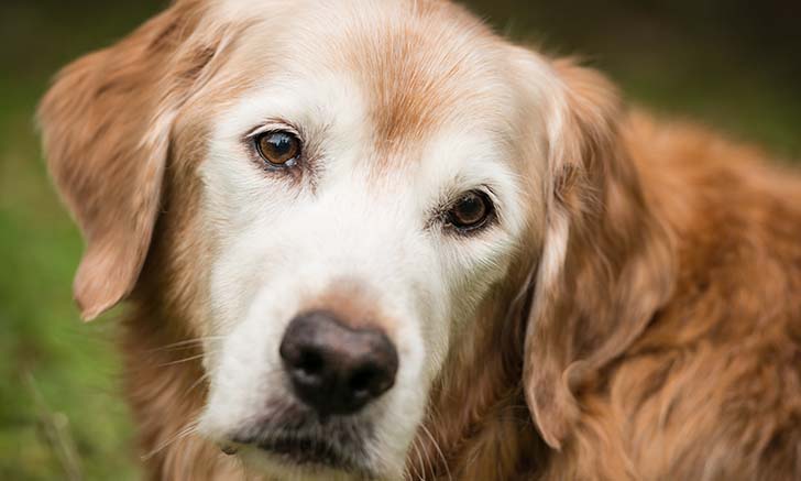 Supporting the Elderly Canine Cancer Patient