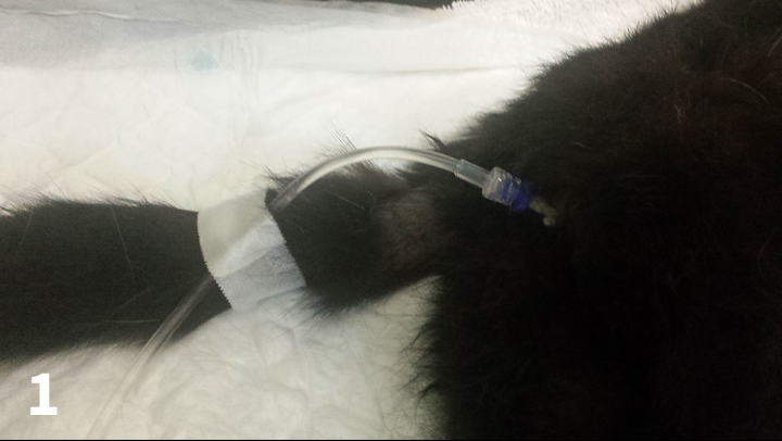 Managing Indwelling Urinary Catheters | Clinician's Brief