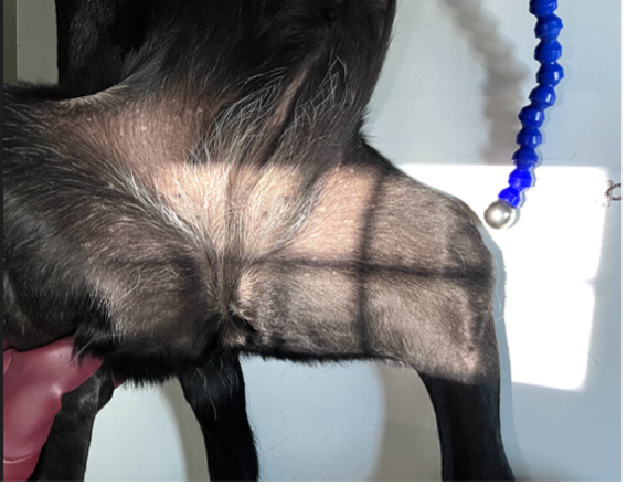 Positioning Pelvic Limbs for Radiography: Veterinary Guide