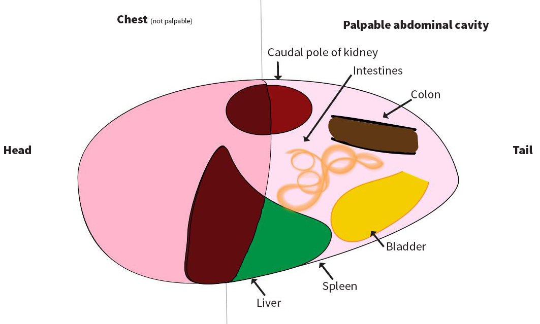 Abdominal Palpation in Dogs & Cats | Clinician's Brief
