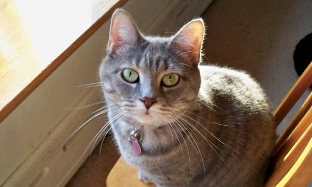 Managing Exposure to Permethrin