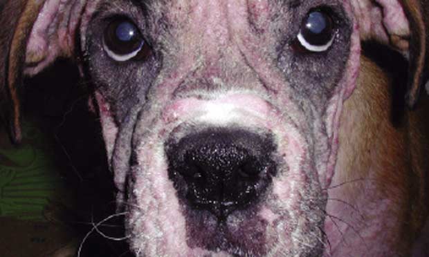 Neurologic Signs in a Dog with Demodicosis