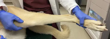 Identifying Canine Hindlimb Lameness | Clinician’s Brief