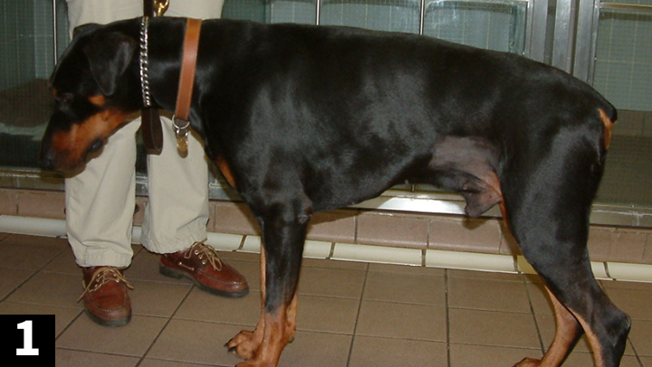 Chronic Progressive Weakness in an Older Dog | Clinician's Brief