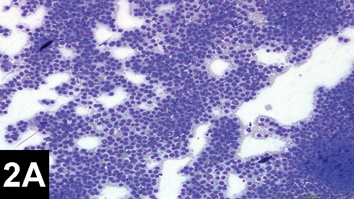 Penile Mass in a Dog | Clinician's Brief