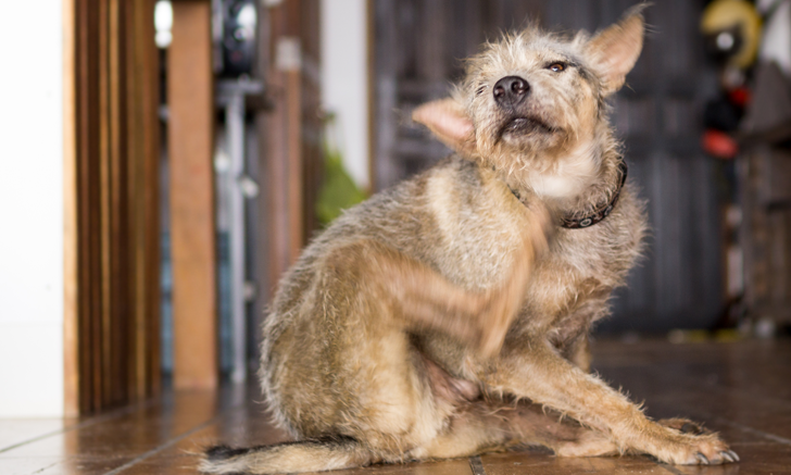 Malassezia pachydermatis Sensitivity in Dogs with Atopic Dermatitis