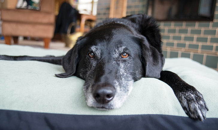 Chronic Kidney Disease (CKD) Staging in Dogs & Cats