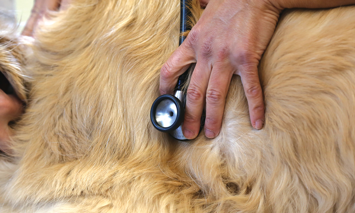 ABCDs of Heart Disease in Canine Patients