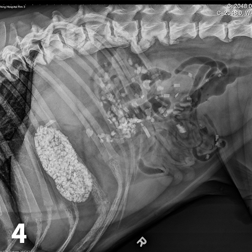 Glass Ingestion in a Boxer: 1 Case, 2 Options | Clinician's Brief