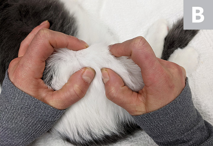 Step-by-Step Approach to Feline Orthopedic Examination | Clinician's Brief