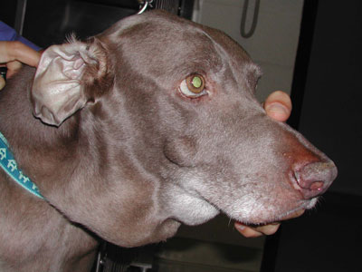 Lymphoma in Dogs: Diagnosis & Treatment | Clinician's Brief