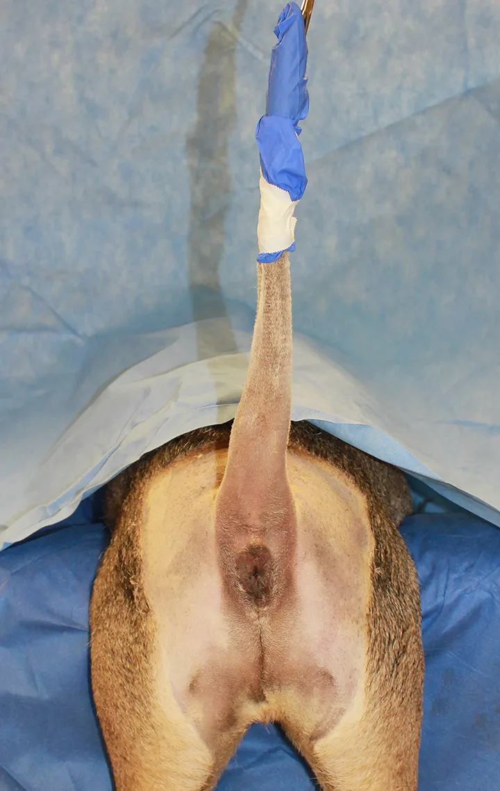 Therapeutic Tail Removal (Caudectomy) in Dogs: Guide
