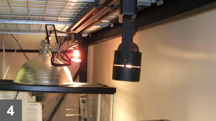 Reptile Housing | Clinician's Brief