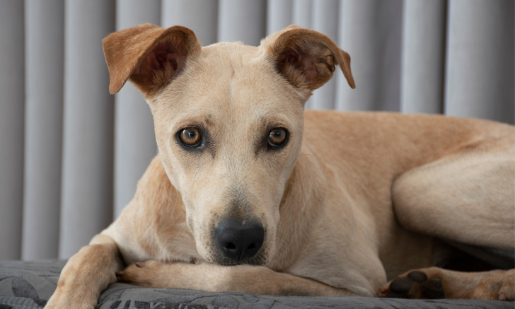 Therapeutic Tail Removal (Caudectomy) in Dogs: Guide