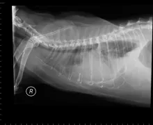 Clinical Image: Thoracic Radiograph
