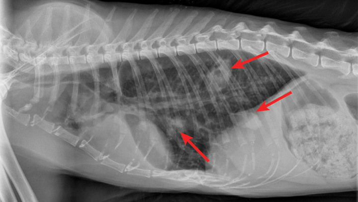 Common Pulmonary Diseases in Cats | Clinician's Brief