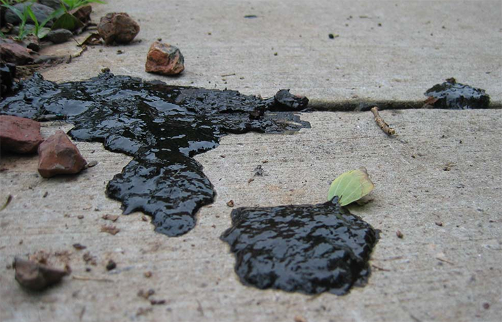 Immune-Mediated Thrombocytopenia in a Dog | Clinician's Brief