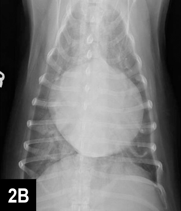 Chordae Tendineae Rupture in a Dog | Clinician's Brief
