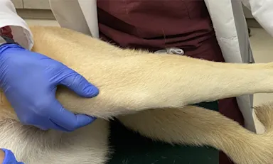 Identifying Canine Hindlimb Lameness | Clinician’s Brief