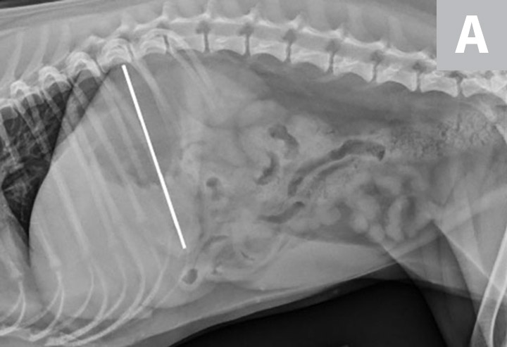 Hepatobiliary Imaging with Radiography & Ultrasonography: Liver ...
