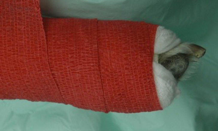 General Guidelines to Avoid Bandaging Complications