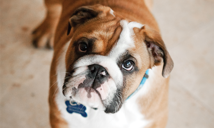 Physitis & Fracture in a Bulldog: Diagnosis & Treatment