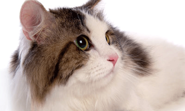Analgesia for Declaw Patients