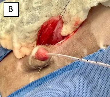 Cystotomy in Dogs & Cats: Step-by-Step Guide for Vets