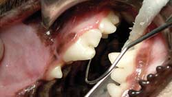 Dentin Bonding: Uncomplicated Crown Fracture