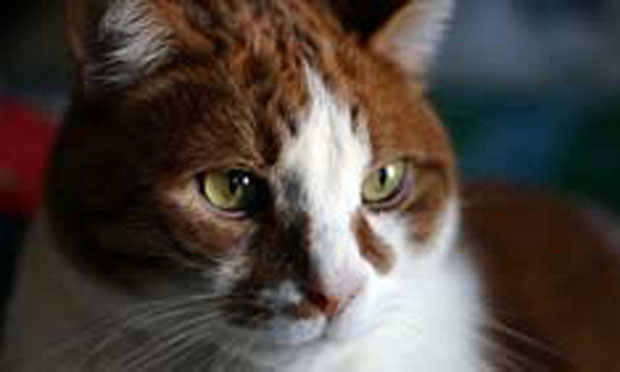 Treatment of Feline Degenerative Joint Disease | Clinician's Brief