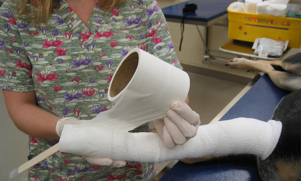 Applying a Cast: Step-by-Step Guide for Veterinarians