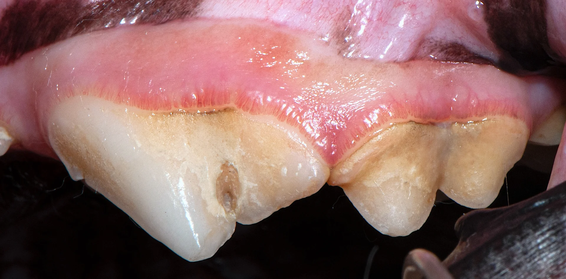 Dentistry & Periodontology