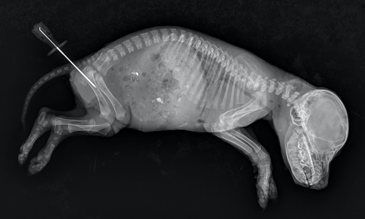 Alternative Methods for Intravenous Access in Cats & Dogs