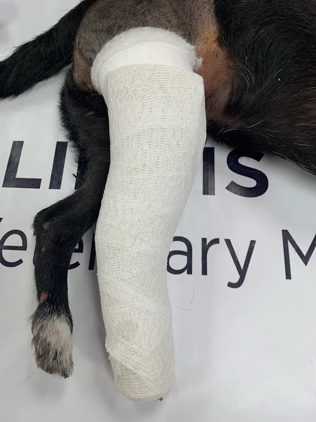 Application of a Modified Robert Jones Bandage in Dogs & Cats