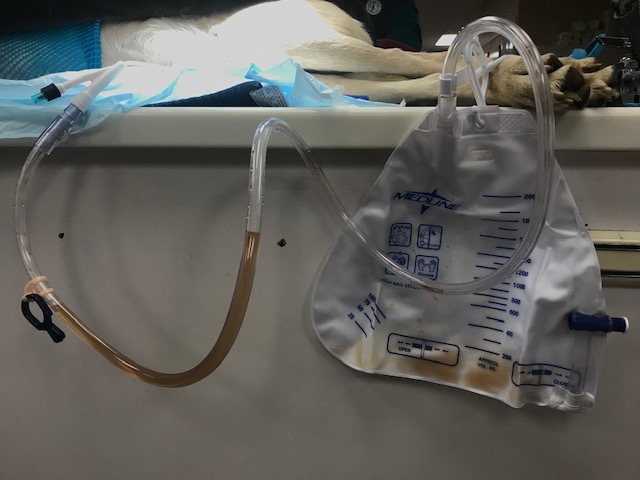 Urinary Catheter Placement in Dogs | Clinician's Brief