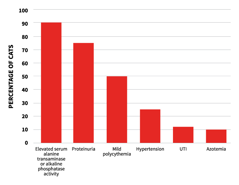 Diagnosing Feline Hyperthyroidism | Clinician's Brief