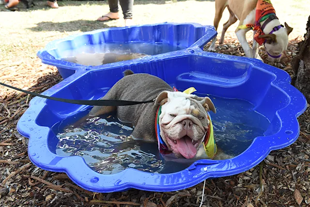 Top 5 Health Problems in Brachycephalic Dogs | Clinician's Brief