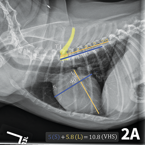 Vertebral Heart Scale | Clinician's Brief
