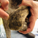 Orthopedic Examination of the Forelimb in the Dog | Clinician's Brief