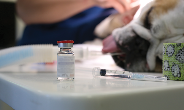 Reintroduced Anesthetic Alfaxalone