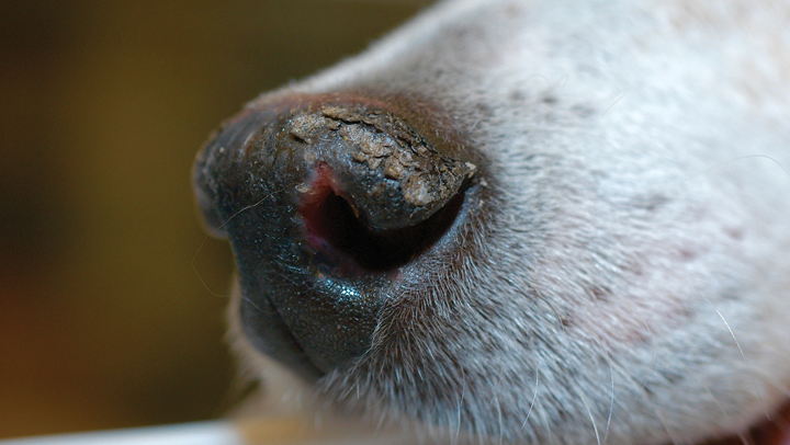 Zinc-Responsive Dermatosis in Dogs | Clinician's Brief