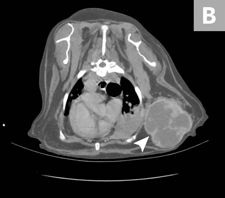 Canine Hemangiosarcoma | Clinician's Brief