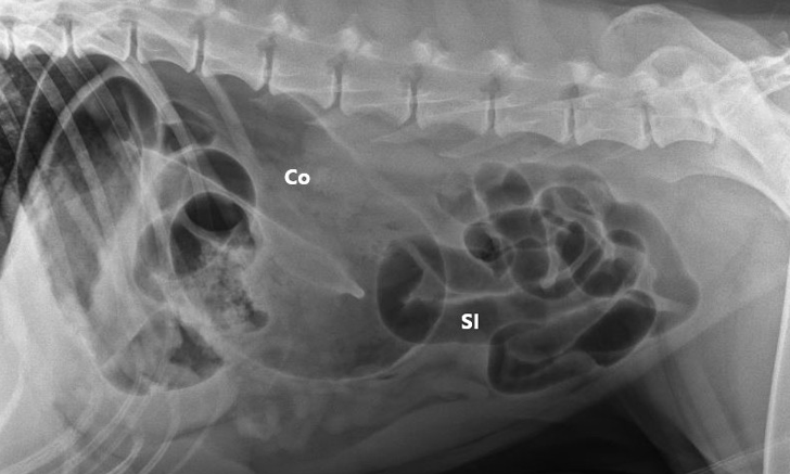 Colonic Volvulus & Entrapment in a Labrador Retriever