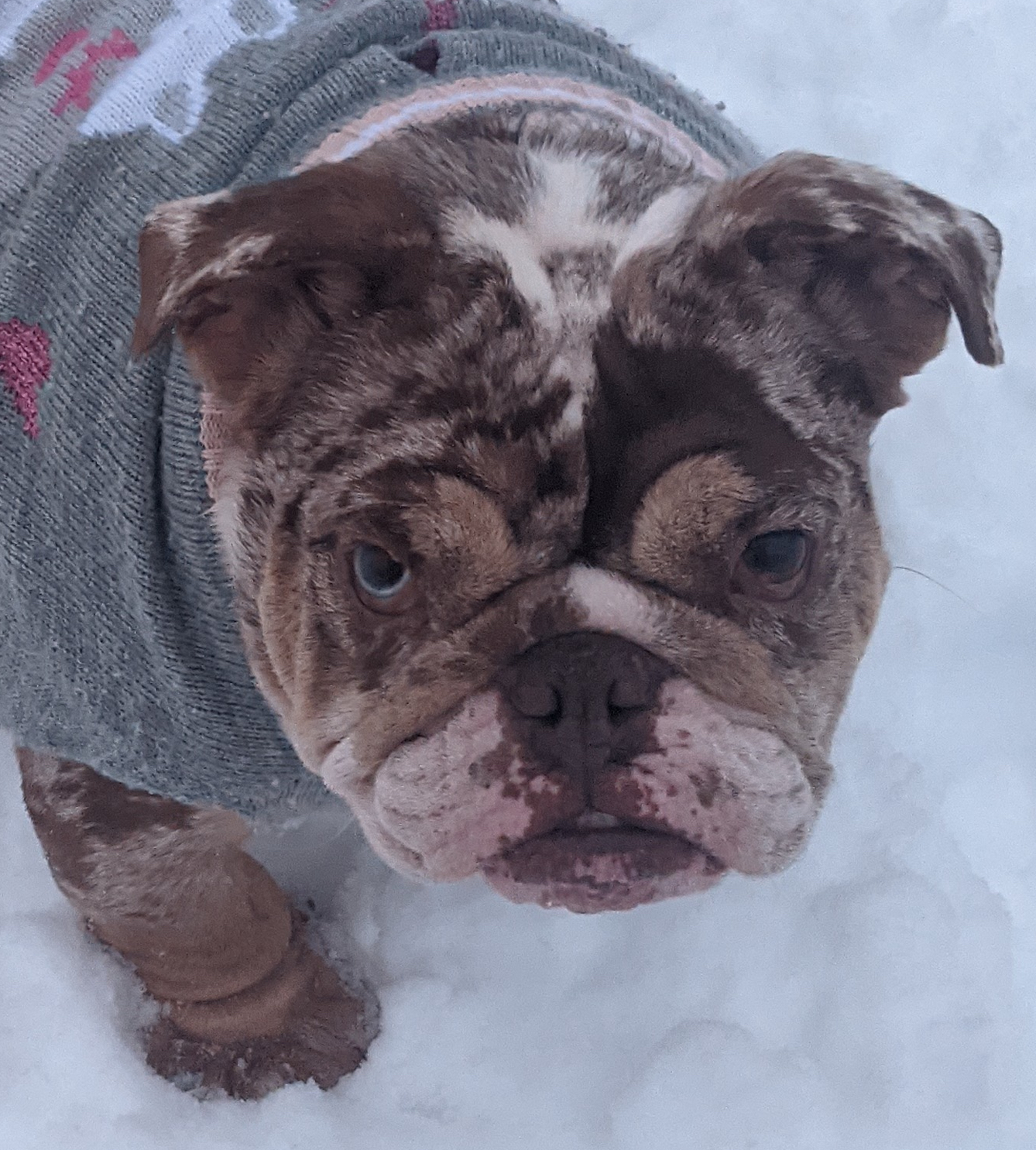 Recurring Pruritic Skin Lesions in an English Bulldog | Clinician's Brief