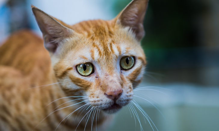 Feline Atopic Skin Syndrome: Clinical Presentation