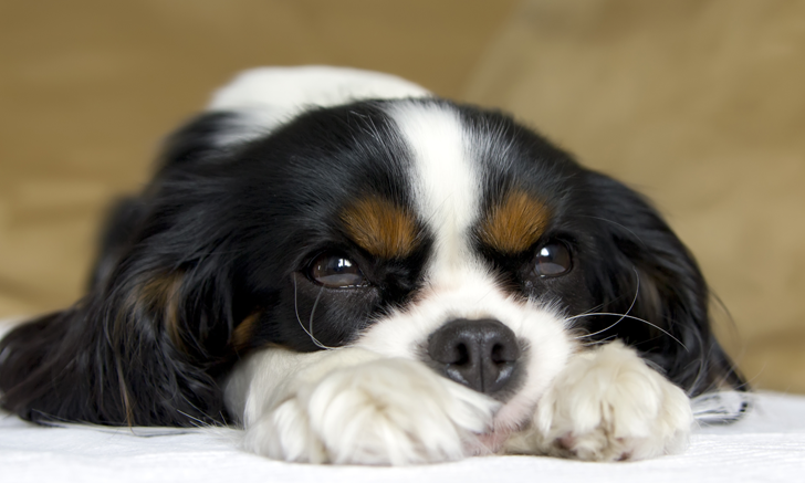 How to Measure Vertebral Left Atrial Size (VLAS) in Dogs